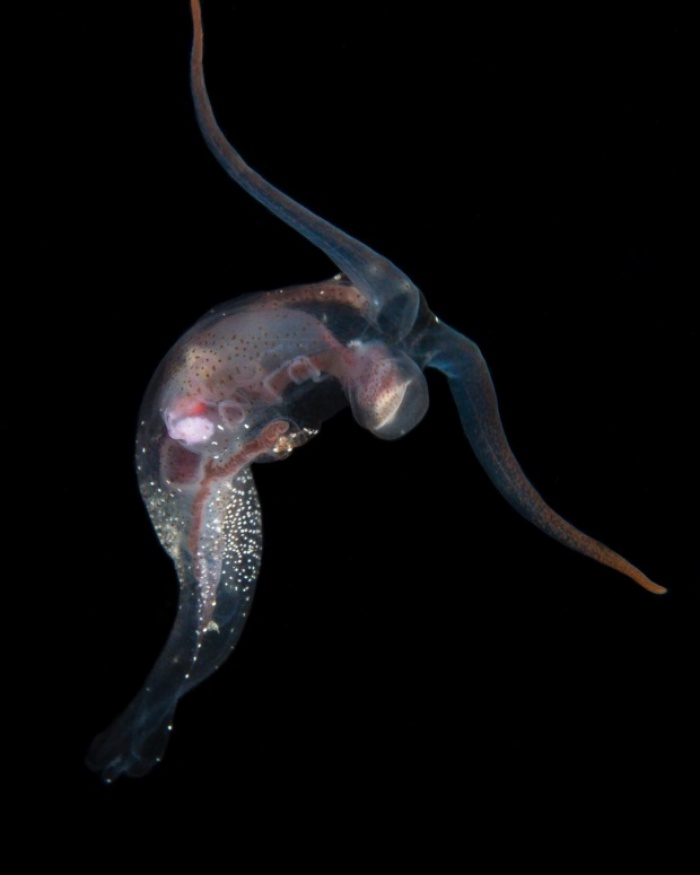 18 animais transparentes capazes de mostrar que a natureza é cheia de ...